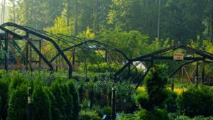 Twin Branch Nursery | Nursery and Landscape