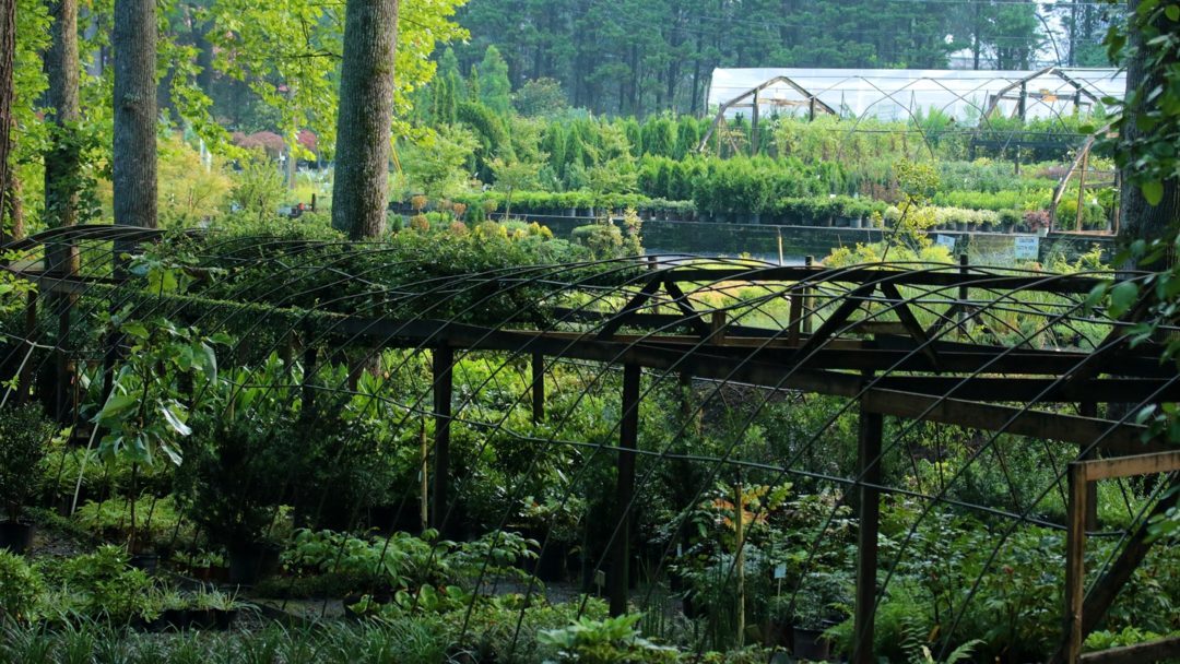 Twin Branch Nursery | Nursery and Landscape