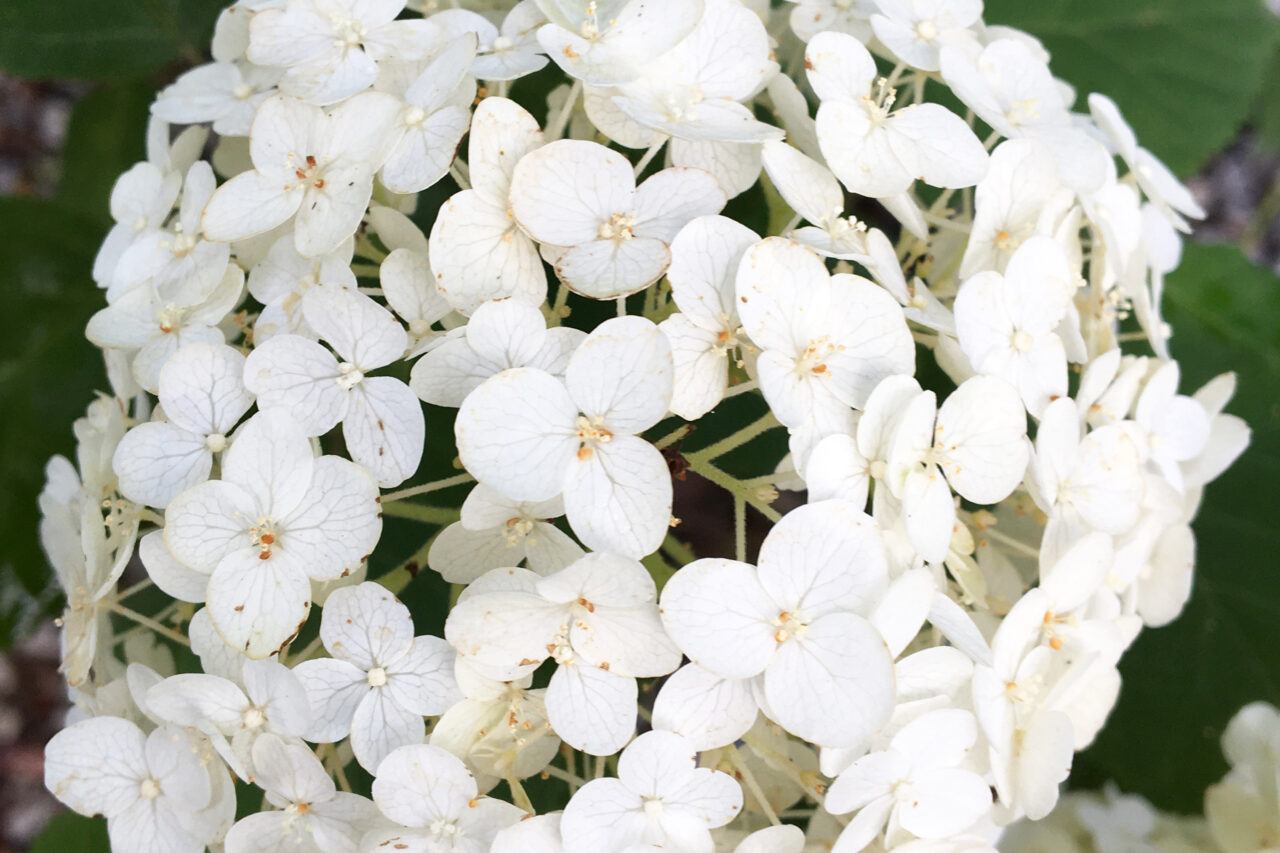 Hydrangeas - Twin Branch Nursery