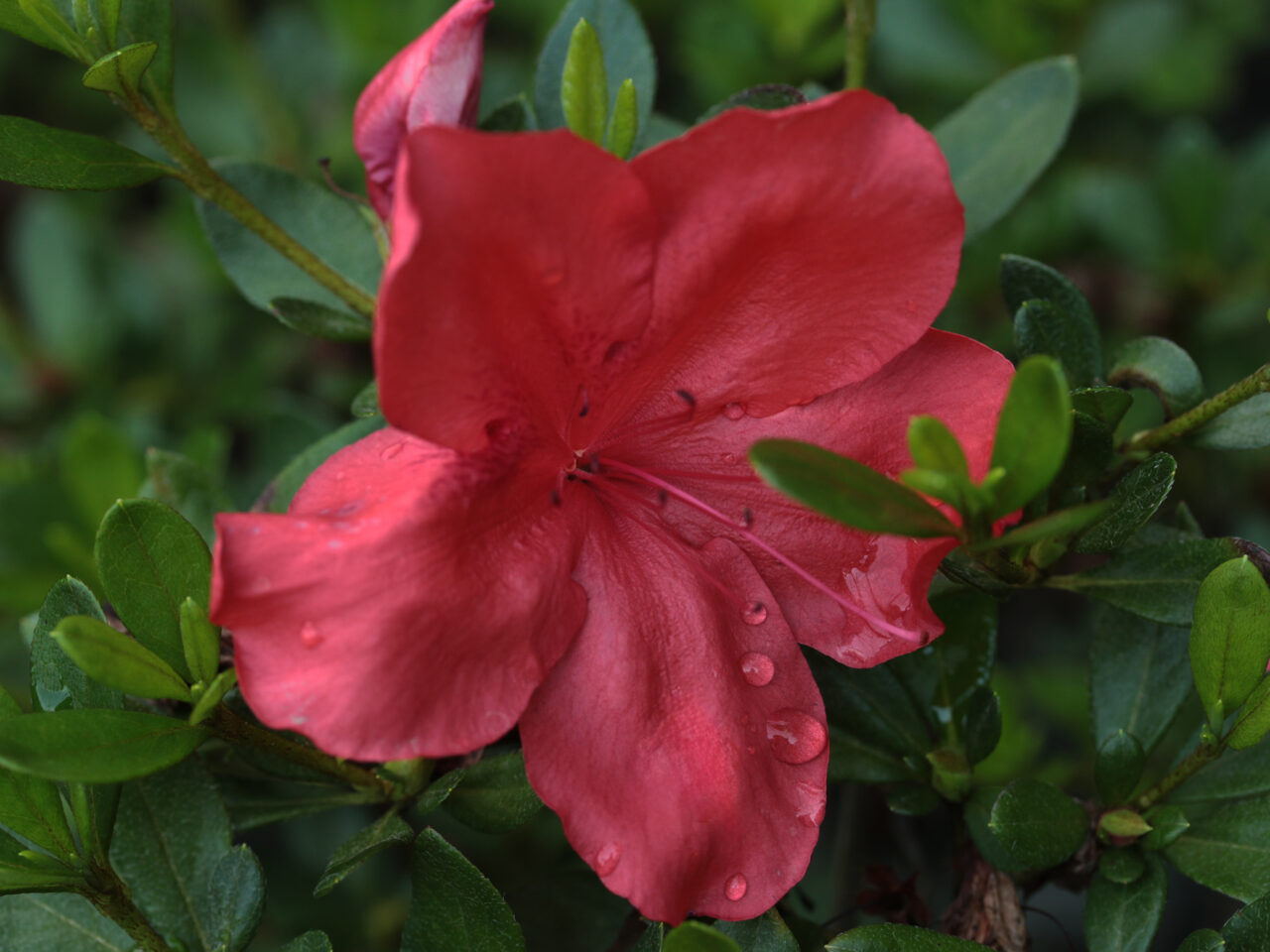 Azaleas - Twin Branch Nursery