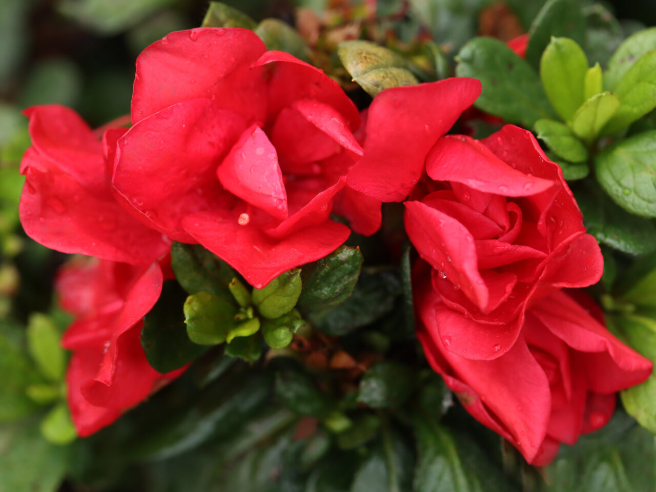 Azaleas - Twin Branch Nursery