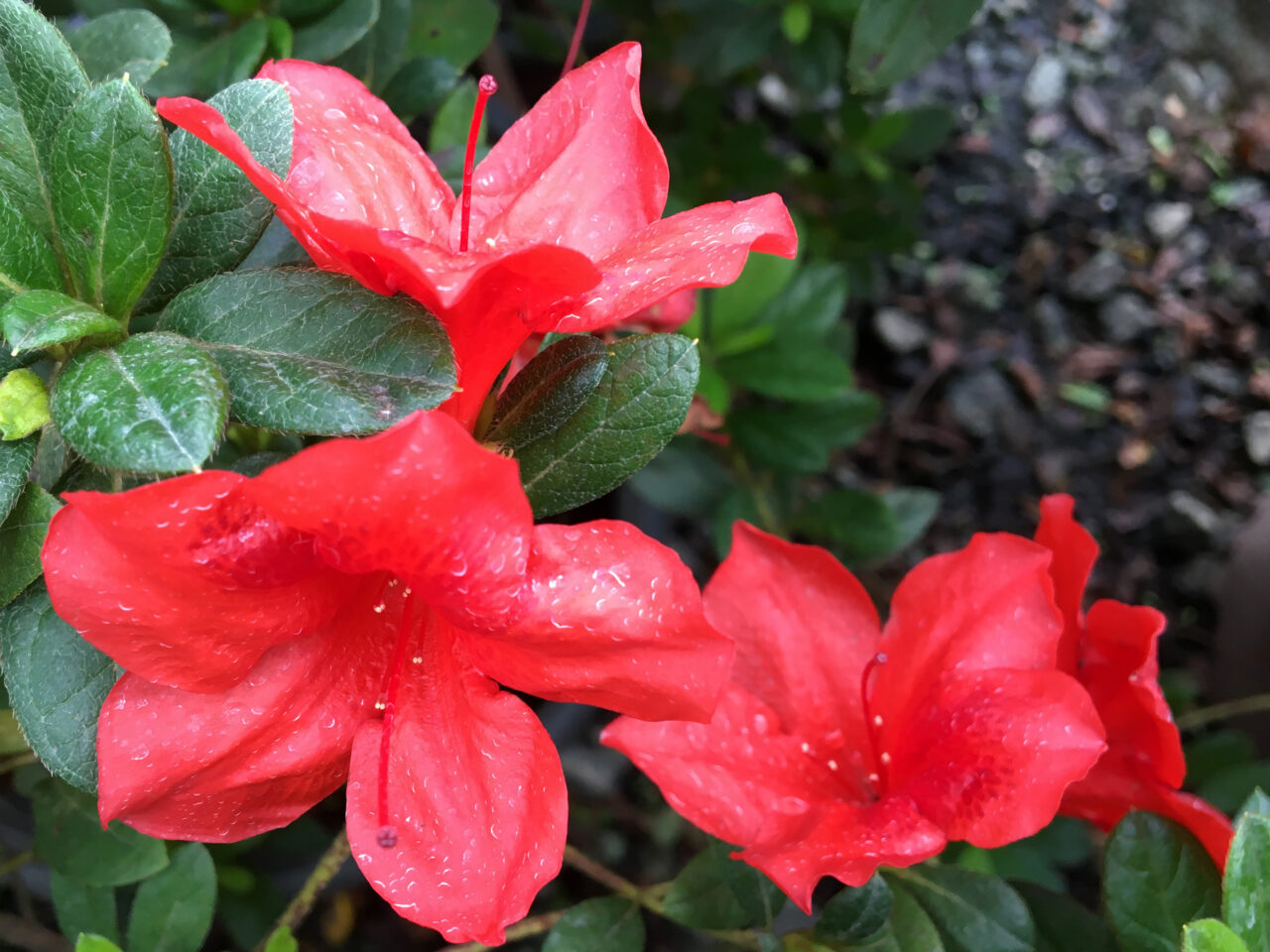 Azaleas - Twin Branch Nursery