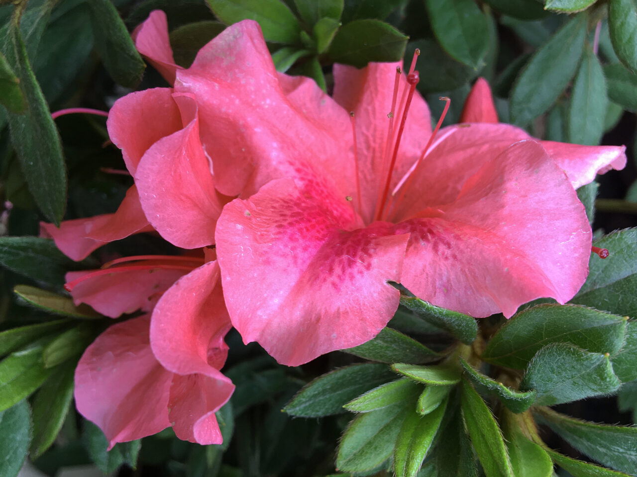 Azaleas - Twin Branch Nursery