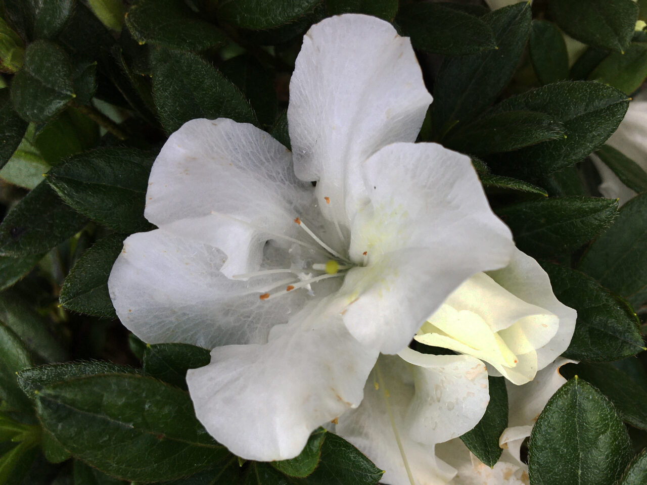 Azaleas - Twin Branch Nursery