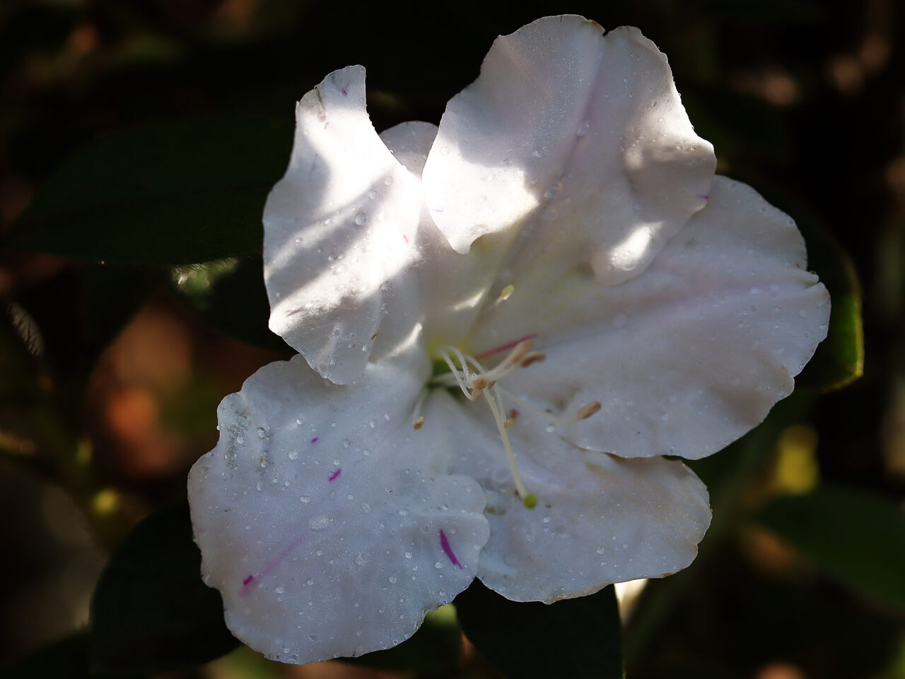 Azaleas - Twin Branch Nursery