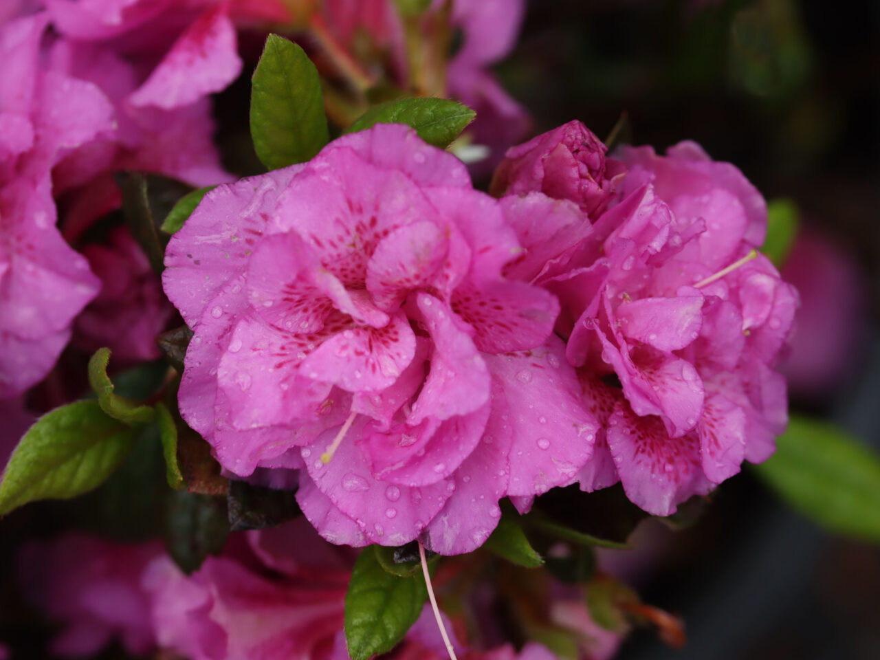 Azaleas - Twin Branch Nursery