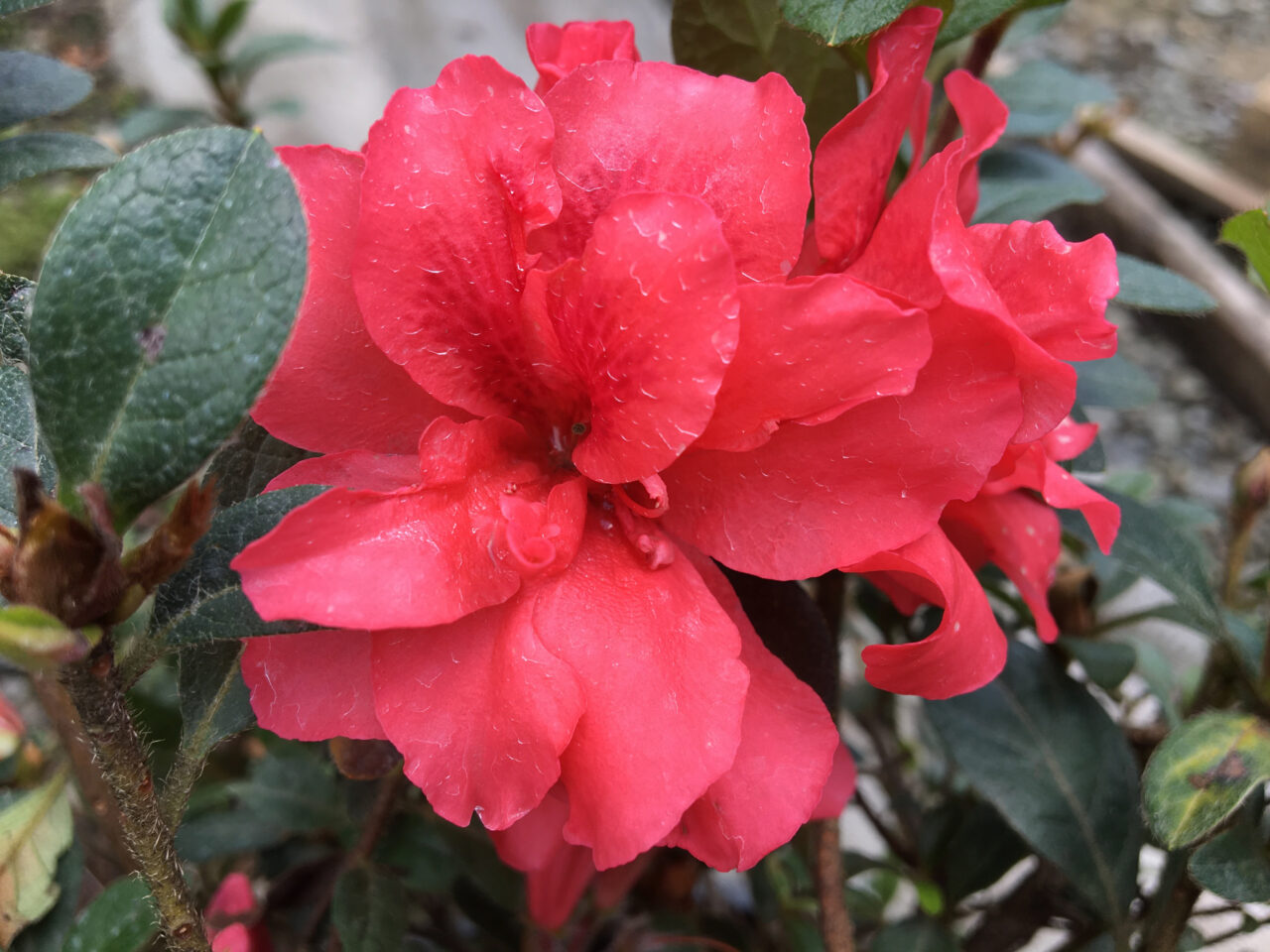 Azaleas - Twin Branch Nursery