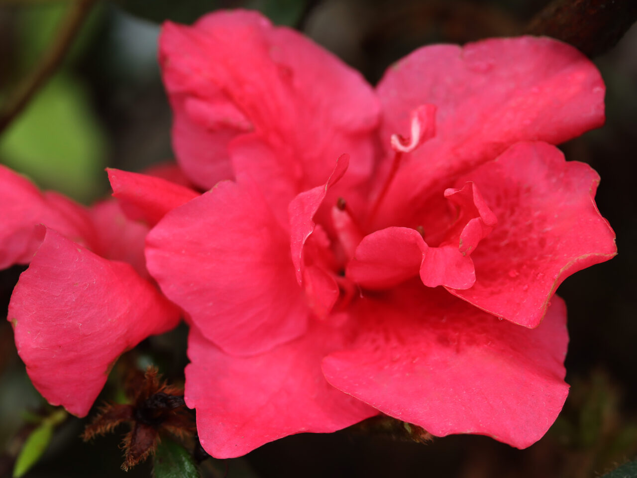Azaleas - Twin Branch Nursery