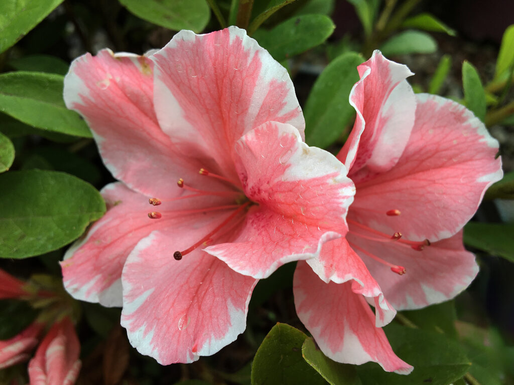 AUTUMN SUNBURST ® Rhododendron ‘Roblet’ PP25072 - Twin Branch Nursery