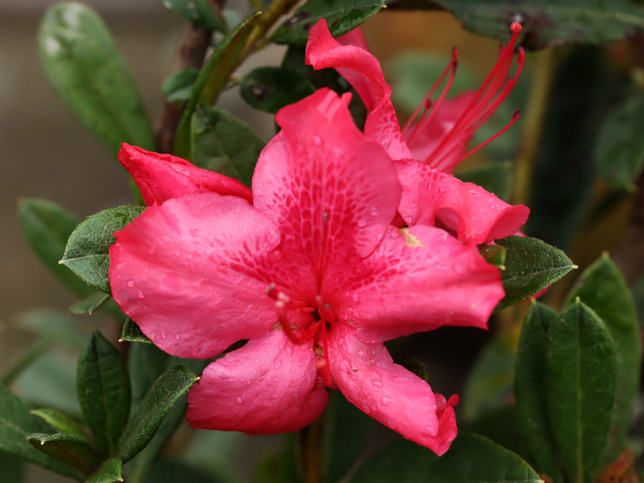 Azaleas - Twin Branch Nursery