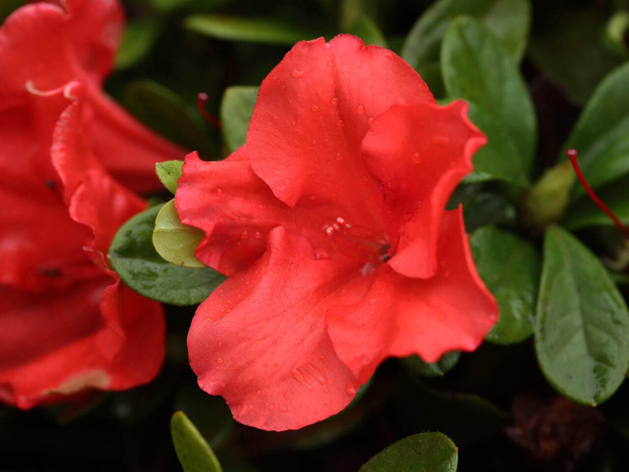 Azaleas - Twin Branch Nursery