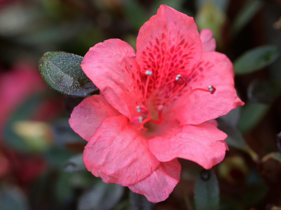 Azaleas - Twin Branch Nursery
