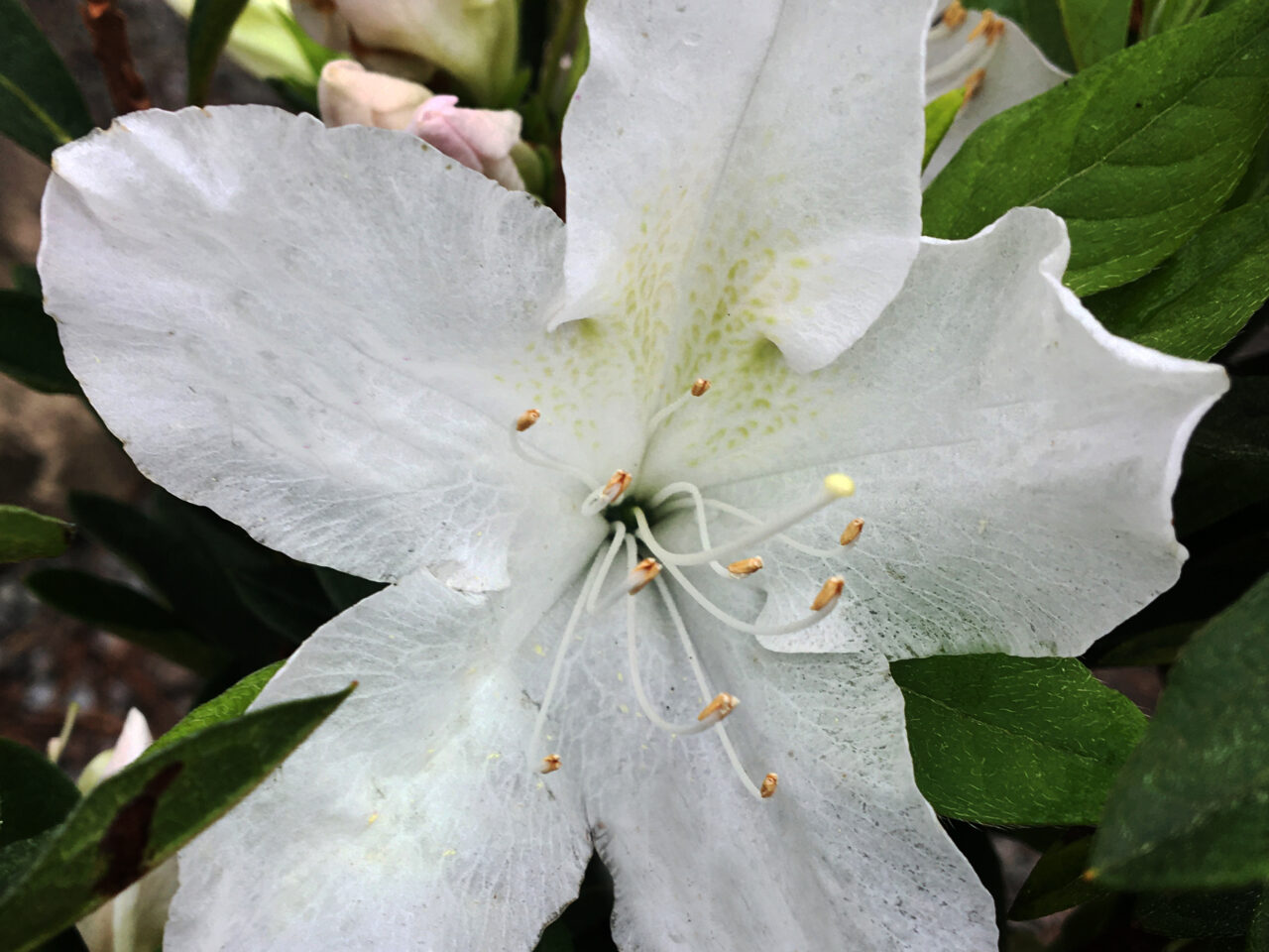 Azaleas - Twin Branch Nursery