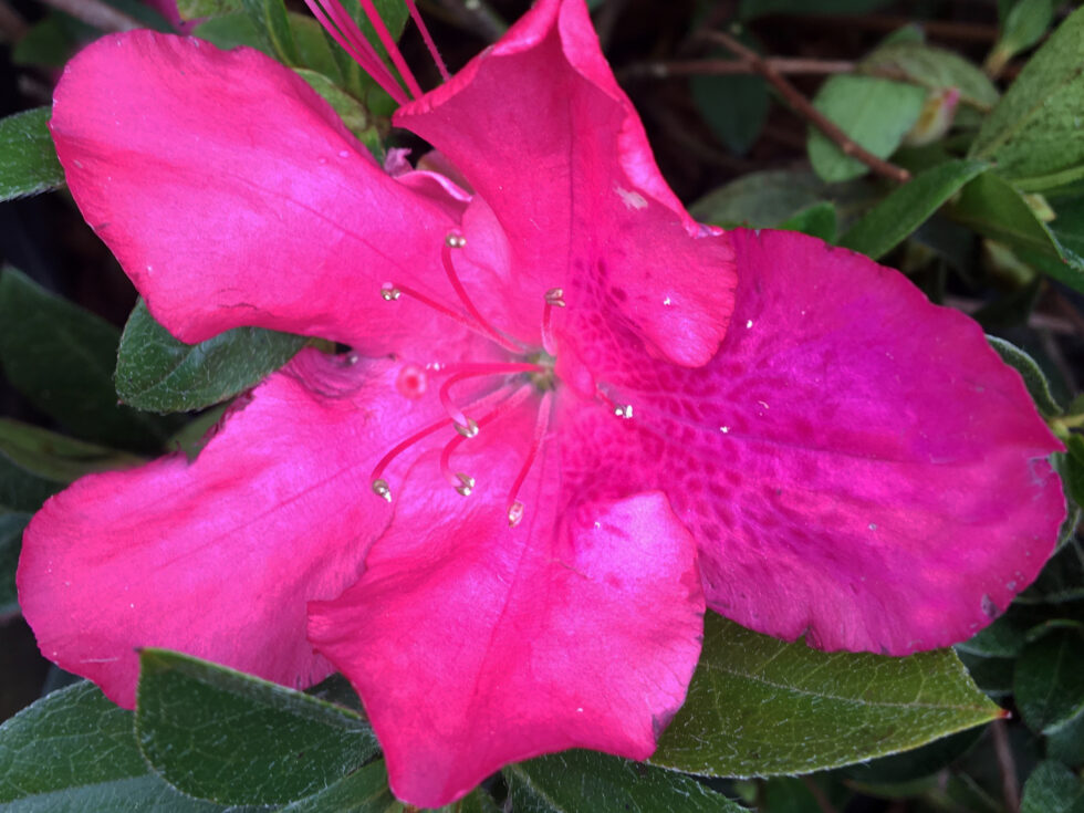 Azaleas - Twin Branch Nursery