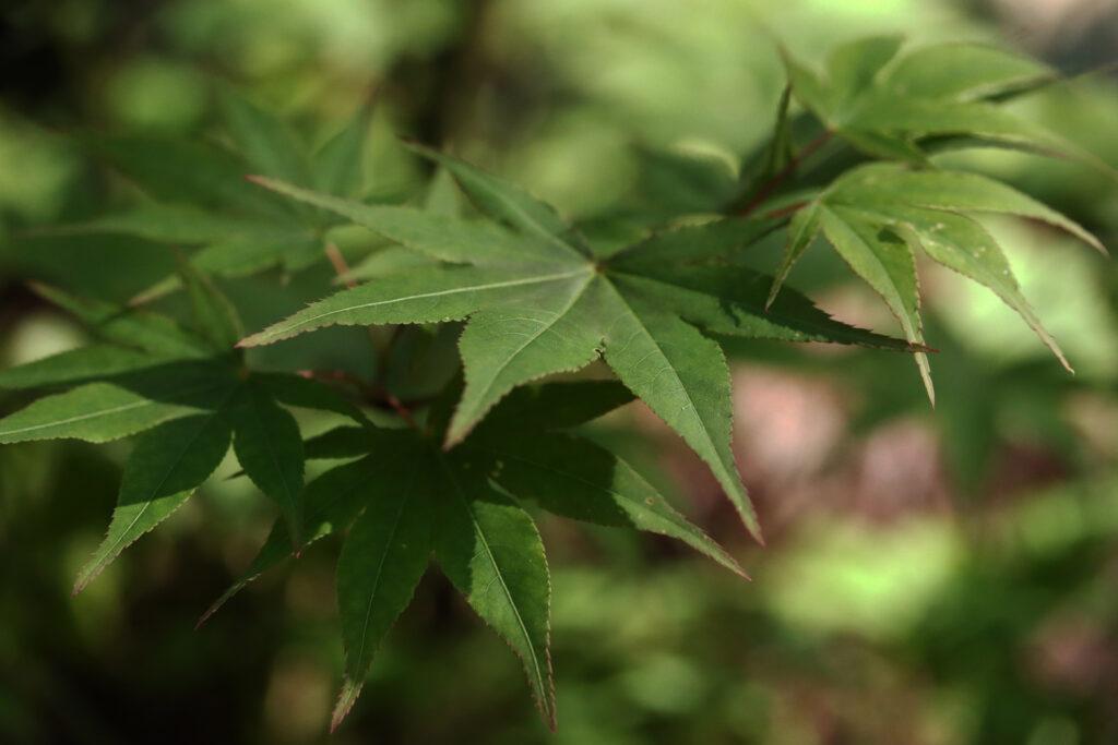 Omato – Acer Palmatum - Twin Branch Nursery