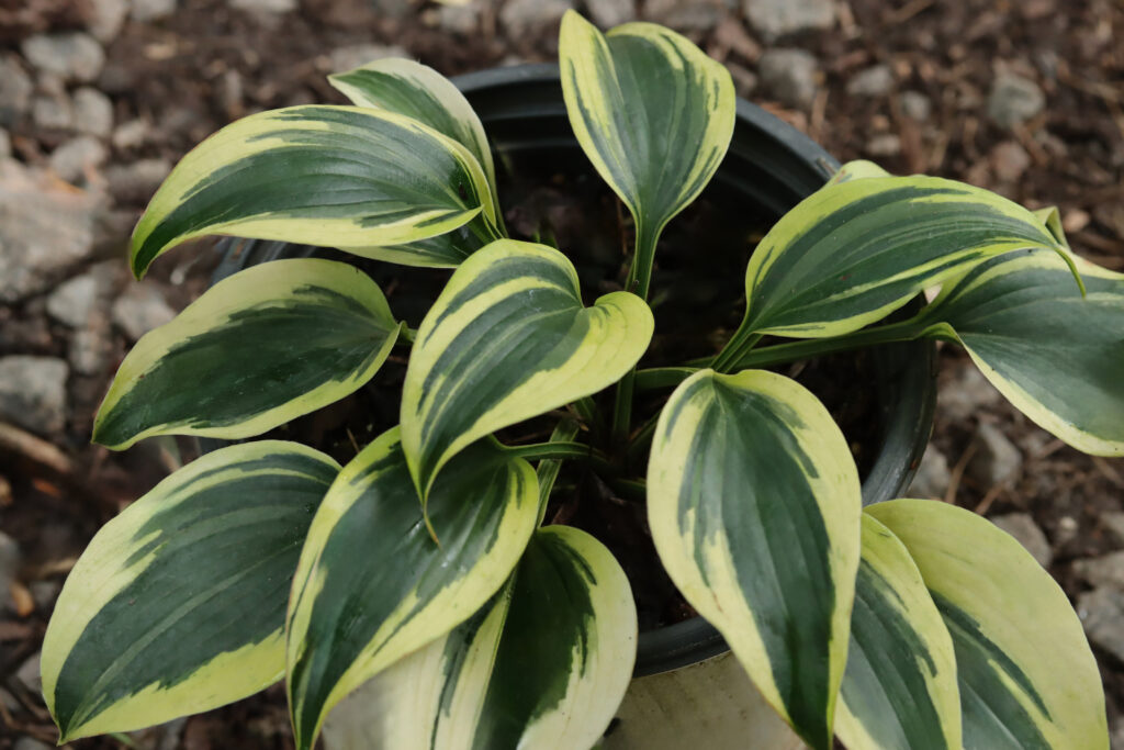 Autumn Frost - Twin Branch Nursery