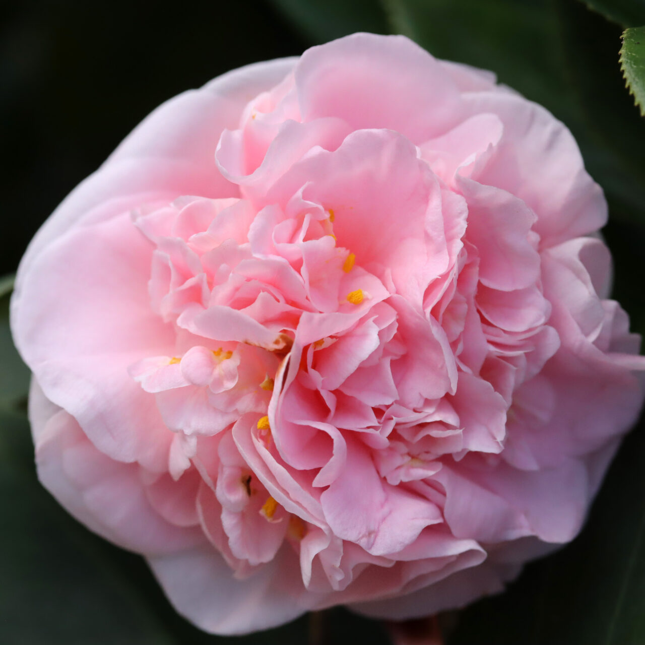 Camellias - Twin Branch Nursery
