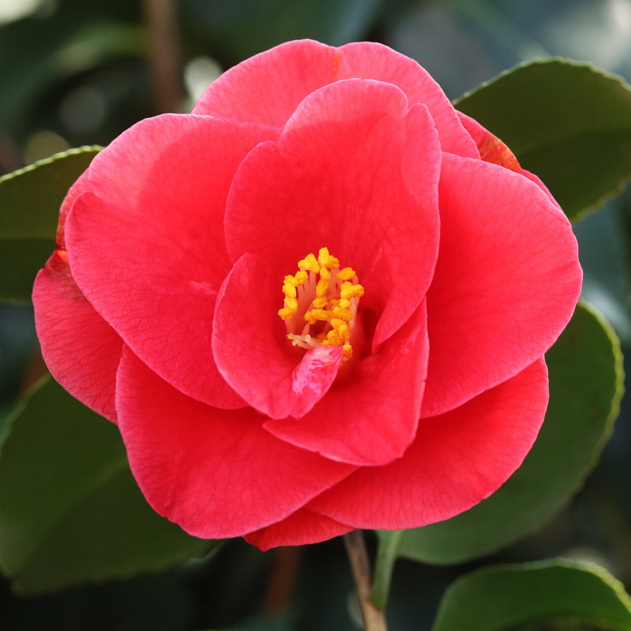 Camellias - Twin Branch Nursery