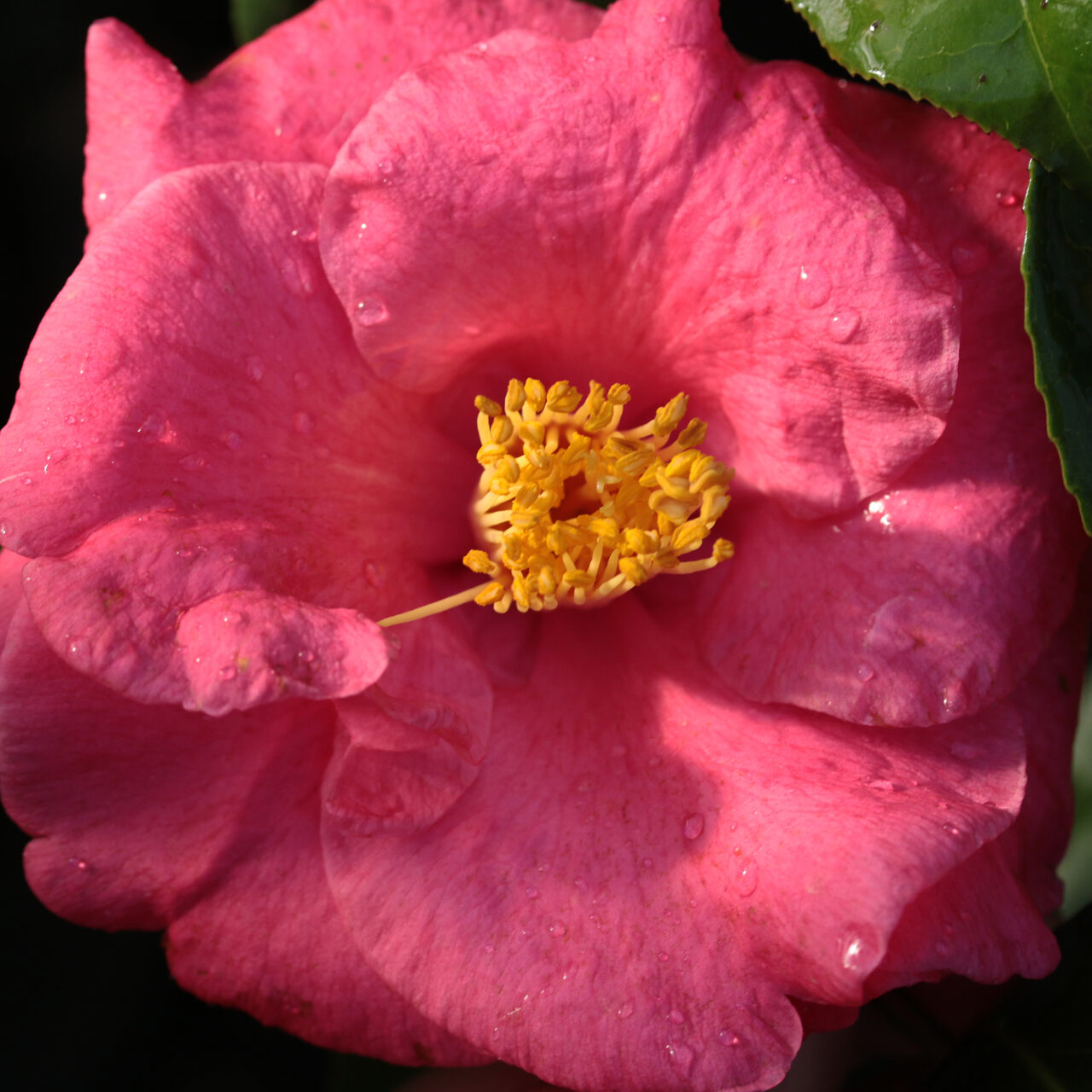 Camellias - Twin Branch Nursery
