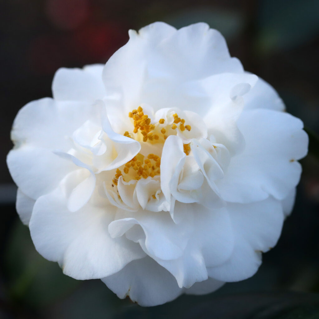 Camellia Japonica – Victory White - Twin Branch Nursery