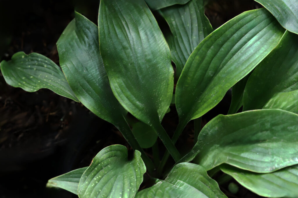 Krossa Regal - Twin Branch Nursery