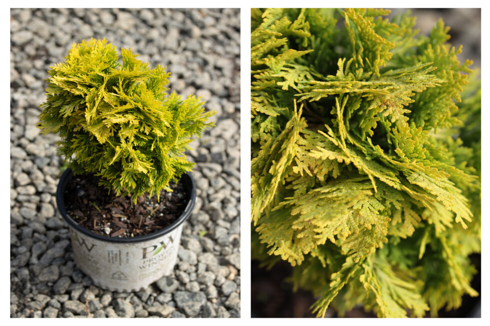 Conifers - Twin Branch Nursery