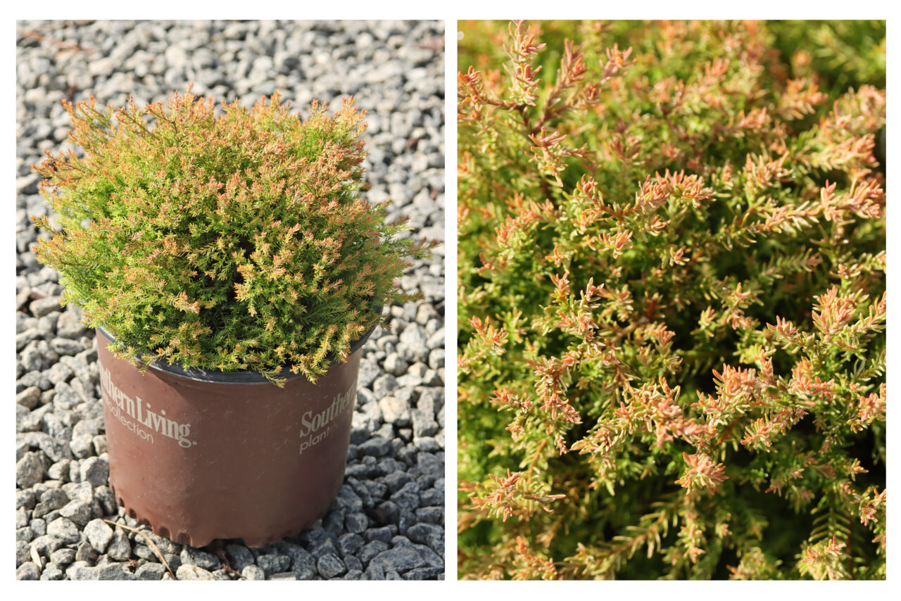 Conifers - Twin Branch Nursery