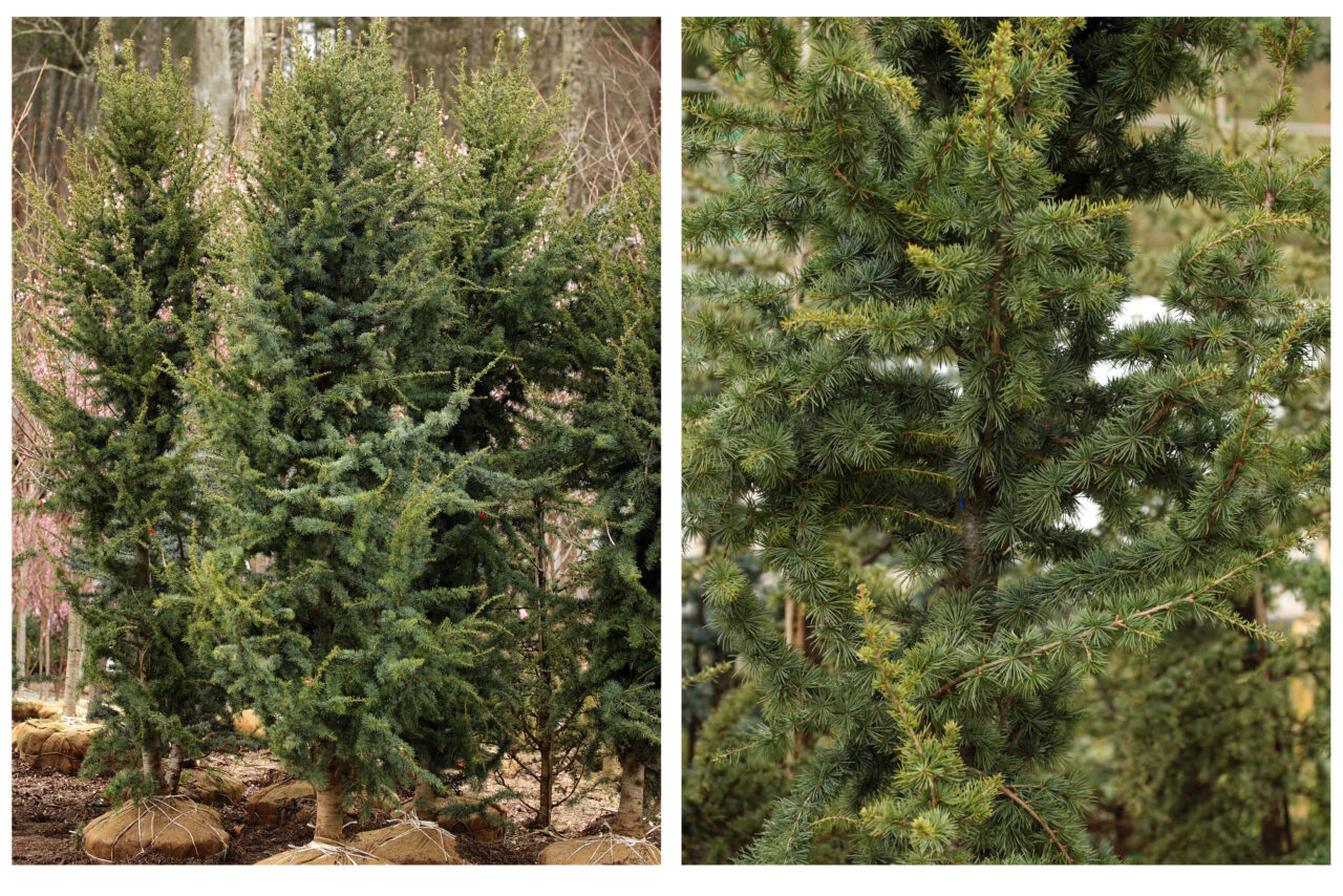 Conifers - Twin Branch Nursery