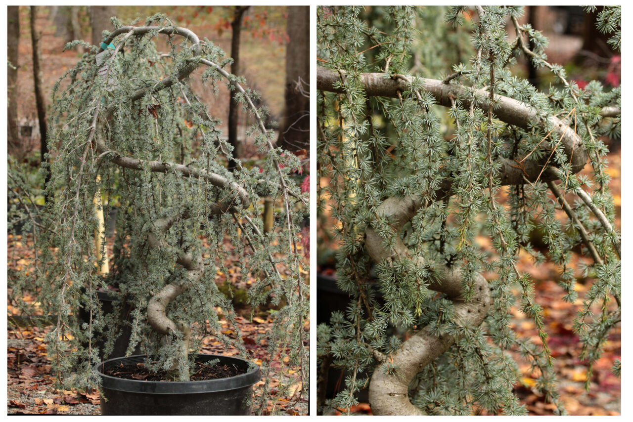 Conifers - Twin Branch Nursery