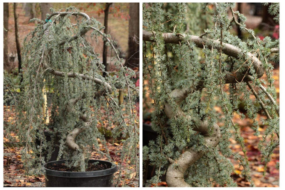Conifers - Twin Branch Nursery