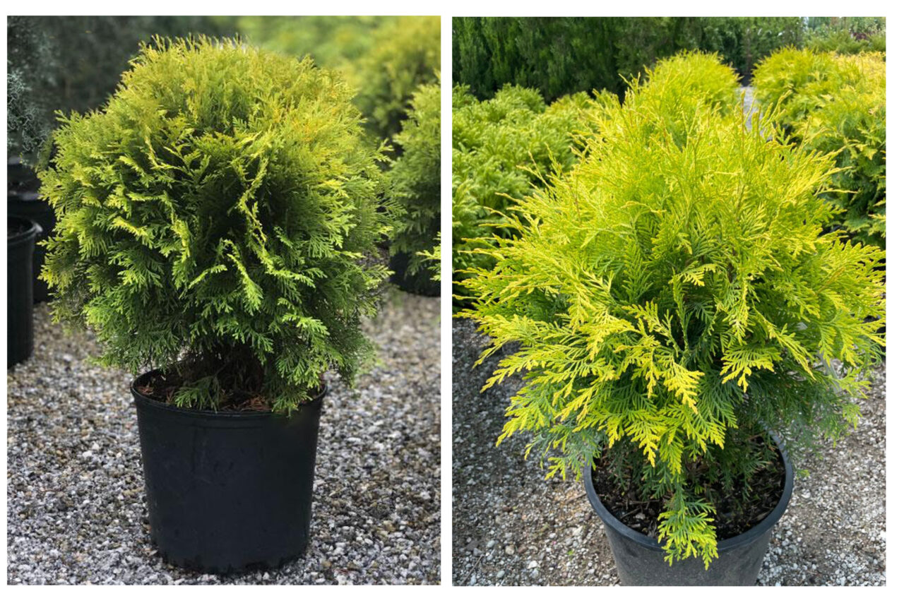 Conifers - Twin Branch Nursery