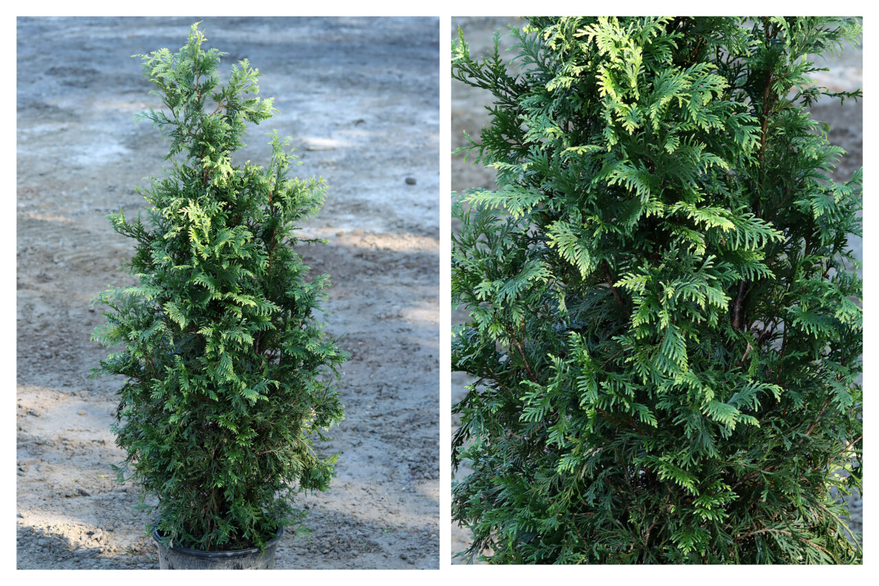 Conifers - Twin Branch Nursery