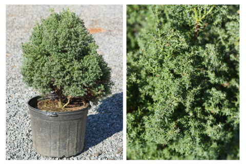 Conifers - Twin Branch Nursery