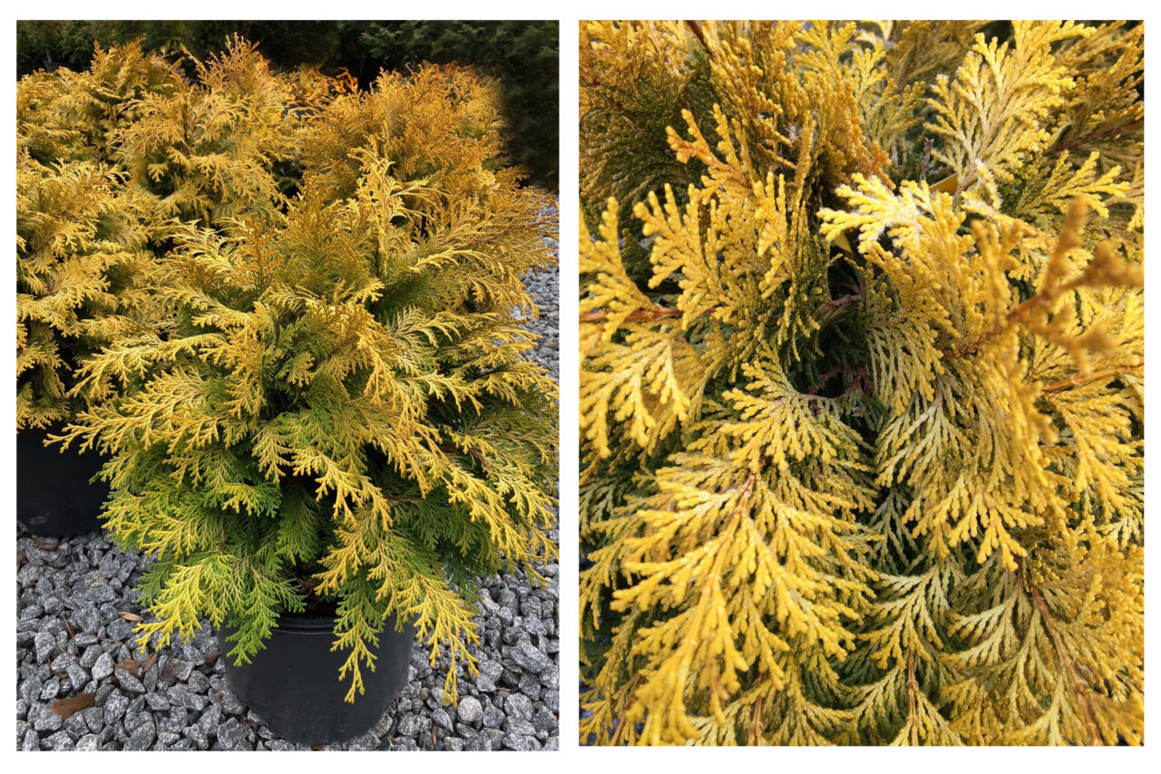 Conifers - Twin Branch Nursery