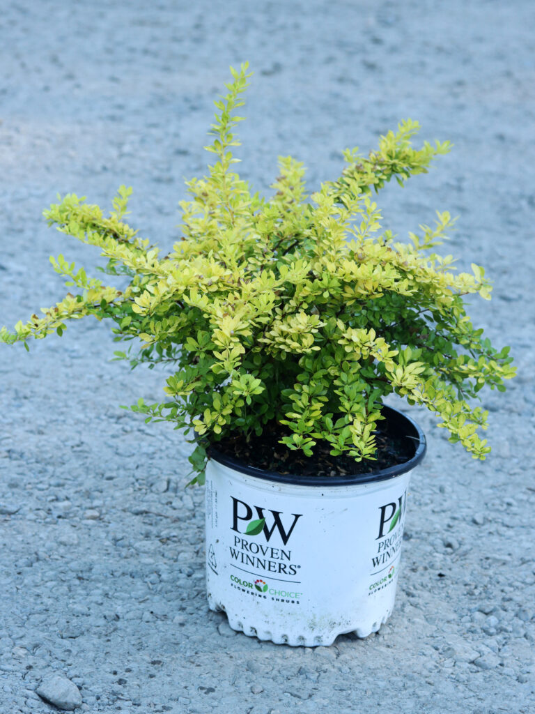 Barberry Sunjoy Neo® - Twin Branch Nursery